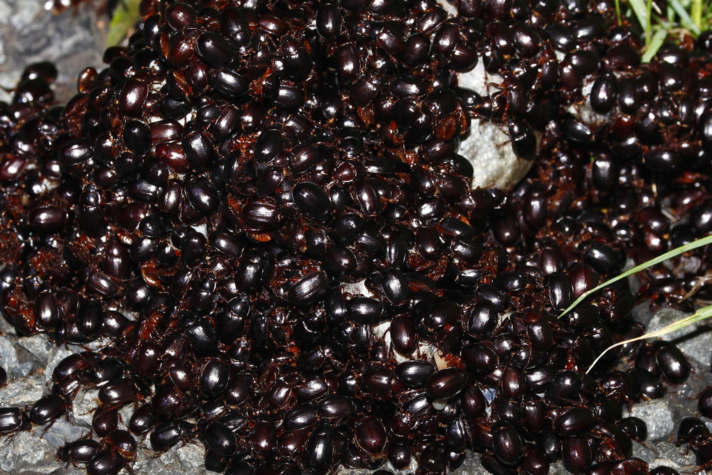 Scavenger and Pill Scarab Beetles from East Barron QLD 4883, Australia ...
