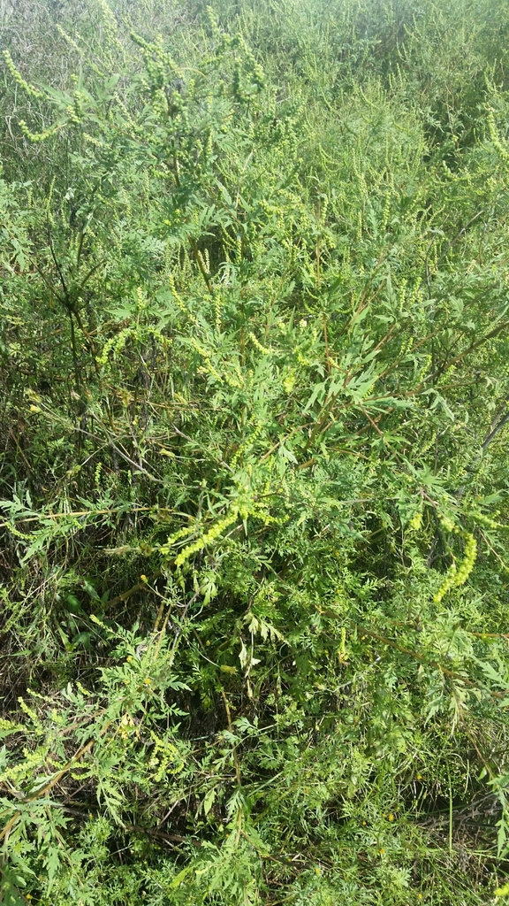 common ragweed from 1451 Hennessy St, Sullivan's Island, SC 29482, USA ...