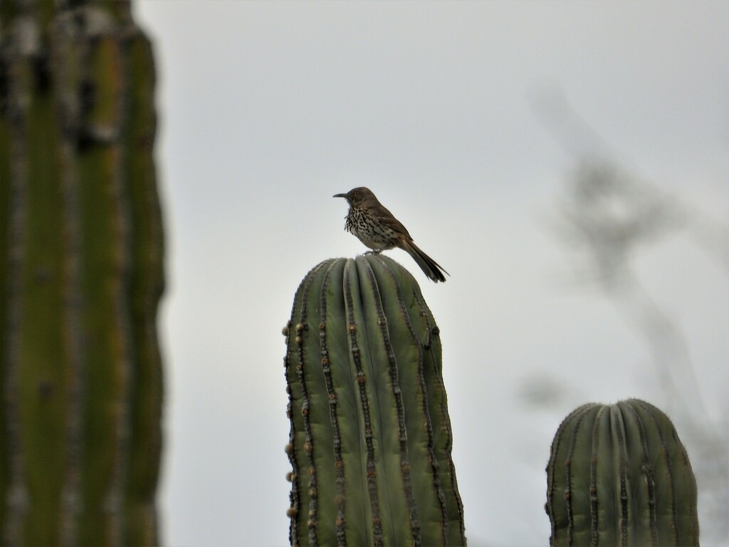 Gray Thrasher from La Paz, B.C.S., México on February 22, 2023 at 10:01 ...