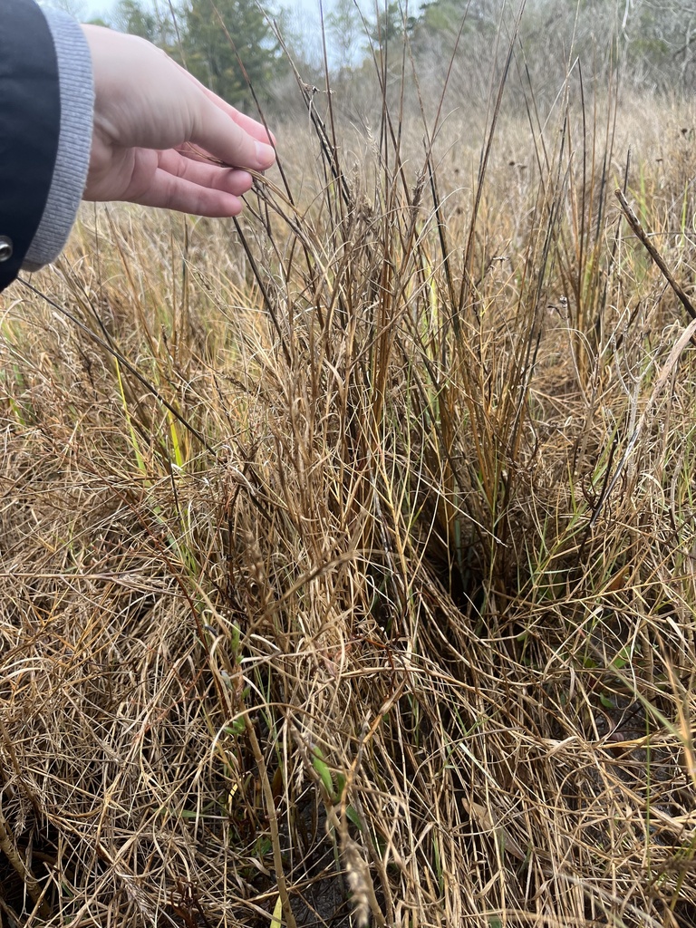 Saltgrass from Waties Island, Myrtle Beach, SC, US on February 11, 2023 ...