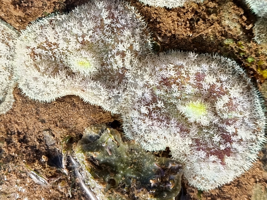 Rhodactis bryoides from Port Hedland WA 6721, Australia on February 25 ...