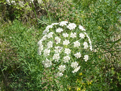 Laserwort (Laserpitium siler) · iNaturalist