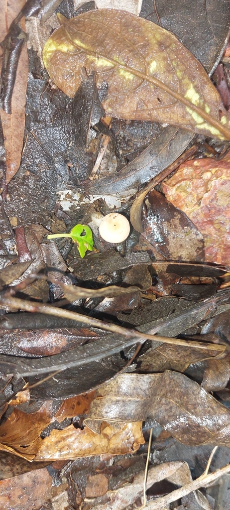 Common Gilled Mushrooms and Allies from Napranum, Mission River QLD ...