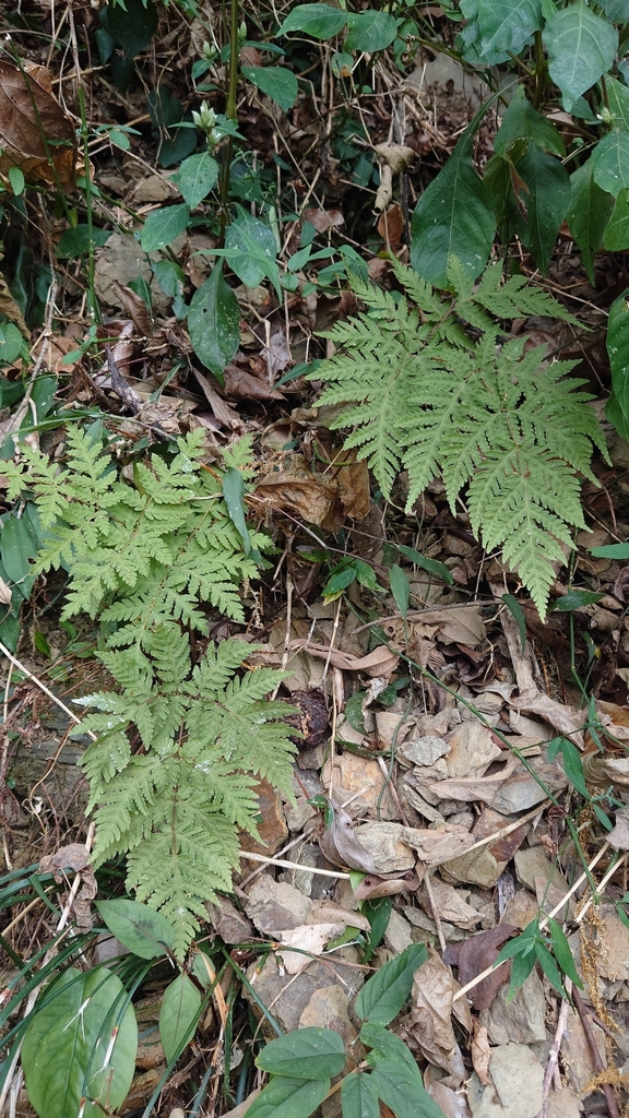 Tectaria devexa from Pingtung, TW-TA, TW on February 26, 2023 at 11:35 ...
