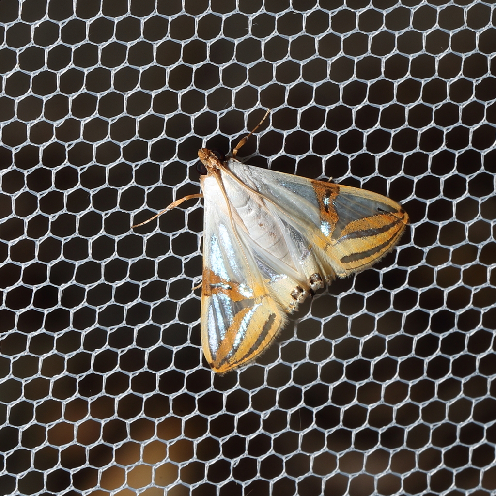 Talanga sabacusalis from East Barron QLD 4883, Australia on February 16 ...