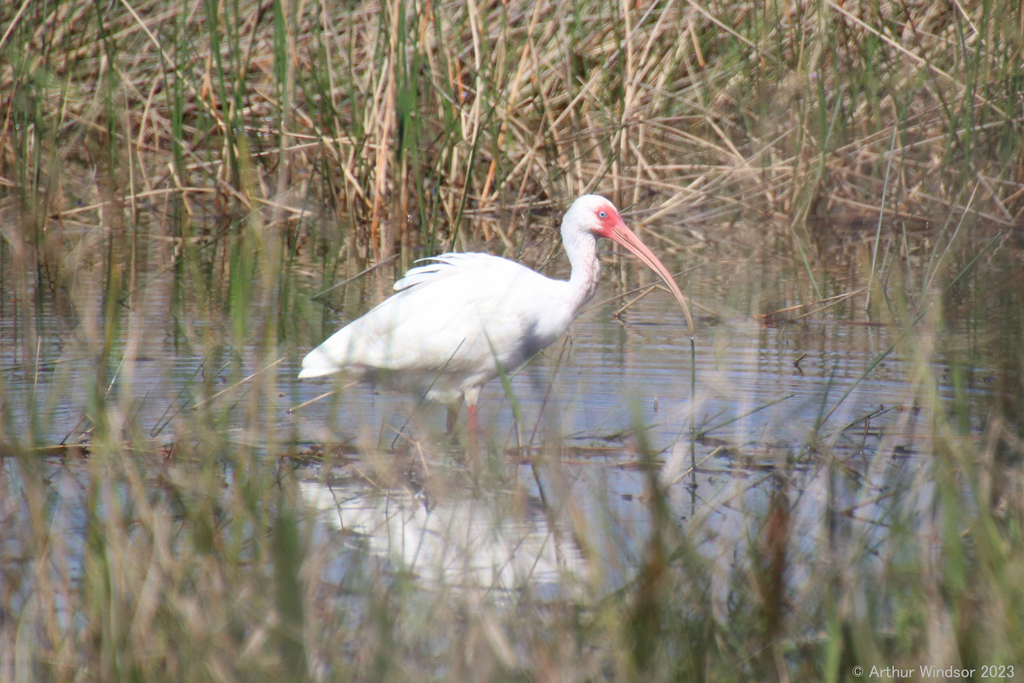 White Ibis from JW Corbett Wildlife Management Area, FL, USA on ...