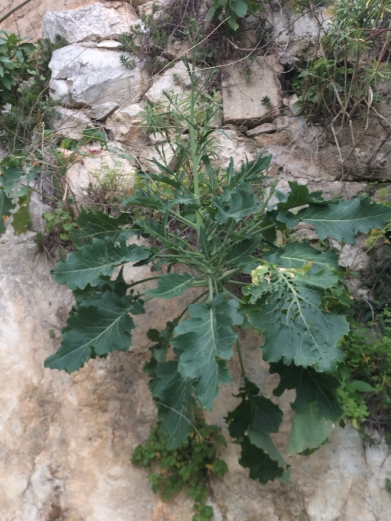 Brassica rupestris in February 2023 by Bernardo Inghilleri · iNaturalist