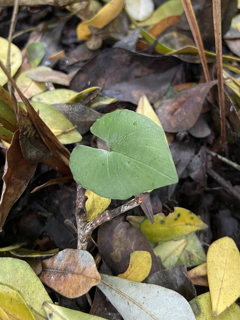 Nervilia lilacea in February 2023 by Carel Fourie · iNaturalist