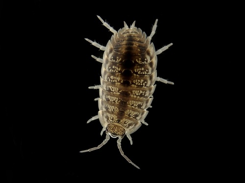Alloniscus balssi · iNaturalist