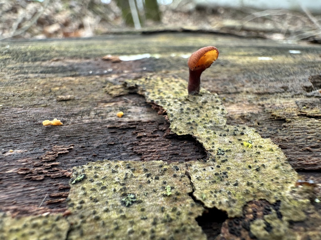 Dacryopinax elegans from Shelby Farms Park, Memphis, TN, US on February ...