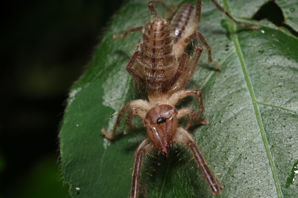 Ceroma zomba from Zomba, Malawi on February 24, 2023 at 09:13 PM by ...