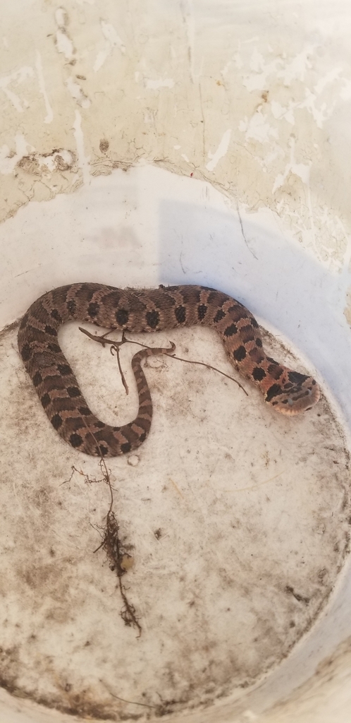 Eastern Hognose Snake from Washington Avenue Coalition / Memorial Park ...