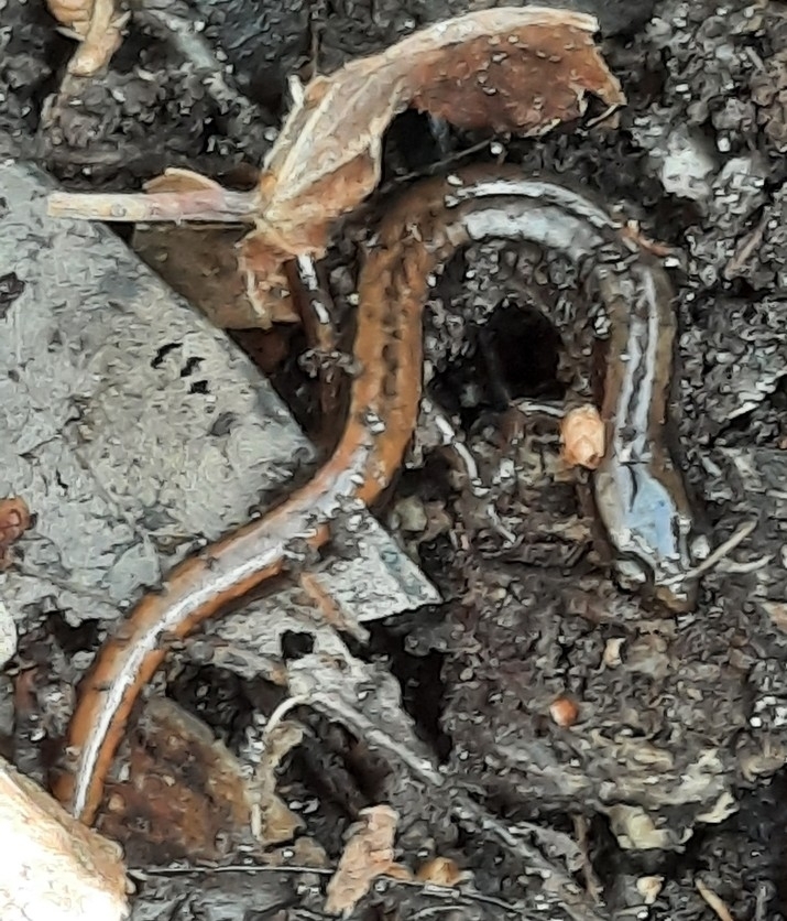 coastal plain dwarf salamander in February 2023 by John Arnett ...