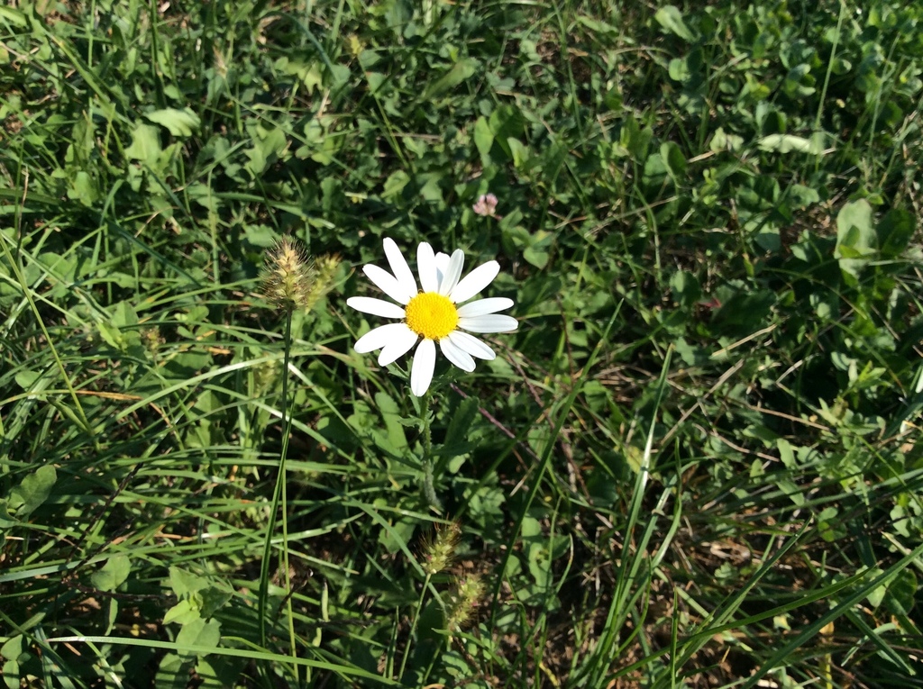 Leucanthemum from Strada Tetti Marsino 35, Chieri, Piemonte, IT on ...