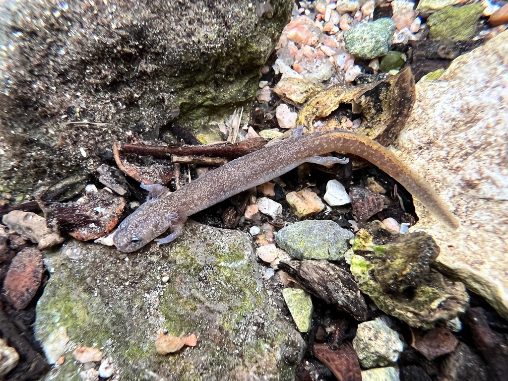 Georgetown Salamander in February 2023 by Ian Meloni. At least three ...
