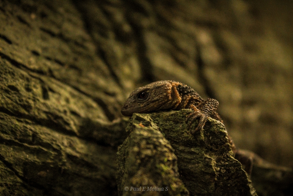 Knob-scaled Lizard from 94458 Ver., México on February 25, 2023 at 04: ...