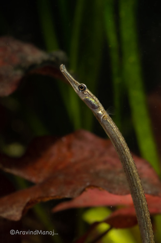 Microphis cuncalus · iNaturalist Mexico