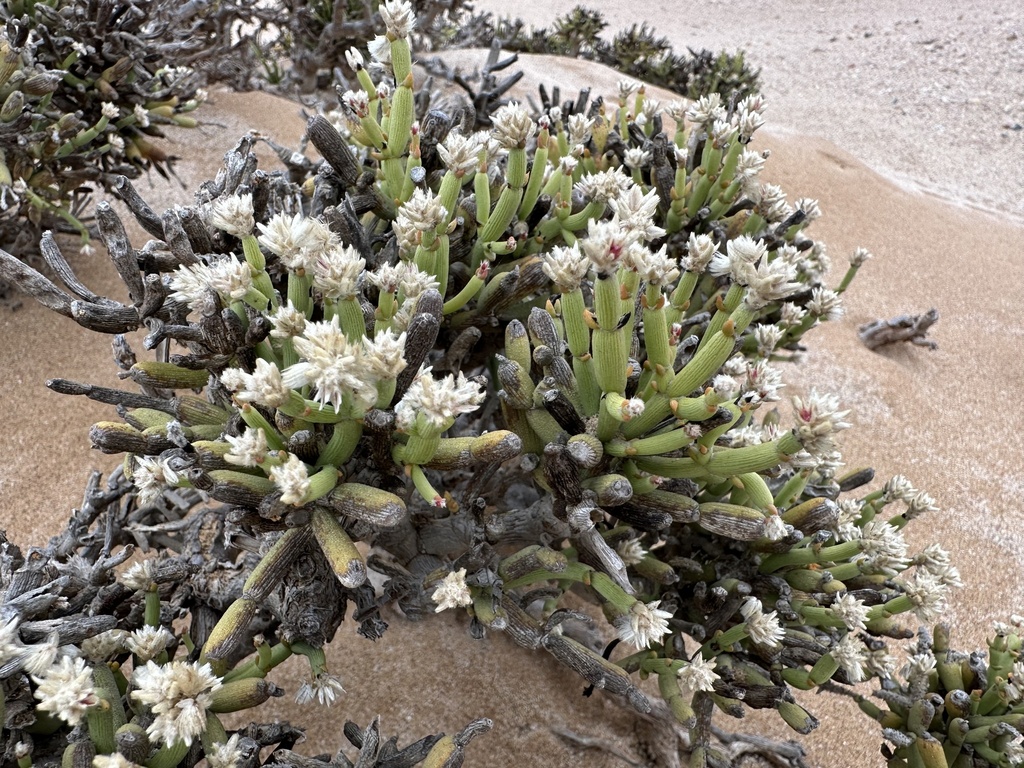 Pencil bush from Dorob National Park, Erongo, NA on February 25, 2023 ...