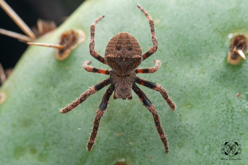 Araneus andrewsi from 美国加利福尼亚圣迭戈拉霍亚 on February 26, 2023 at 07:47 PM by ...