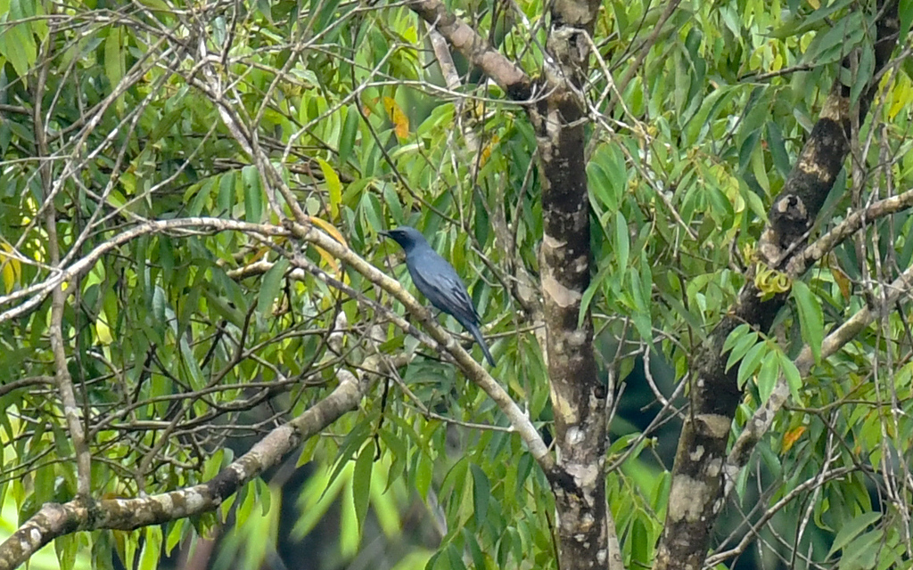 Sulawesi Cicadabird from Morowali Regency, Central Sulawesi, Indonesia ...