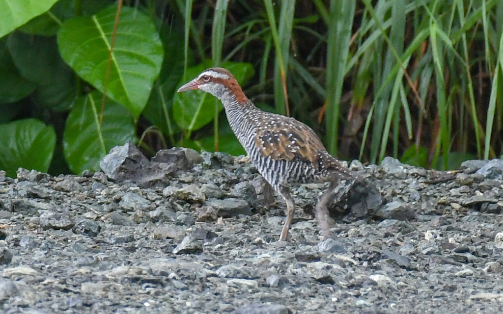 Buff-banded Rail from Morowali Regency, Central Sulawesi, Indonesia on ...