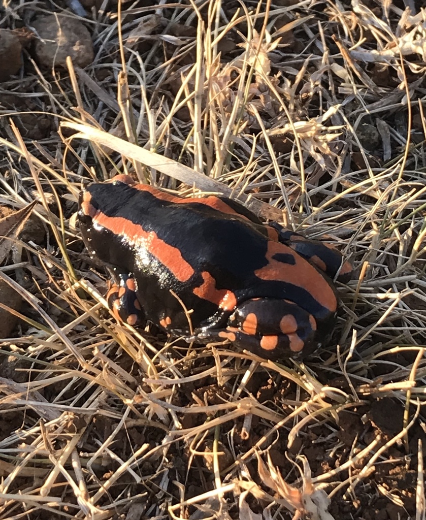 Red-Banded Rubber Frog from Bosveld, , LP, ZA on September 30, 2018 at ...