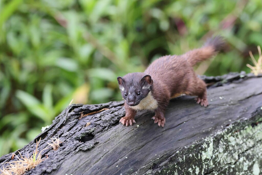 Long-tailed Weasel from Bogotá, Colombia on February 22, 2023 at 08:36 ...