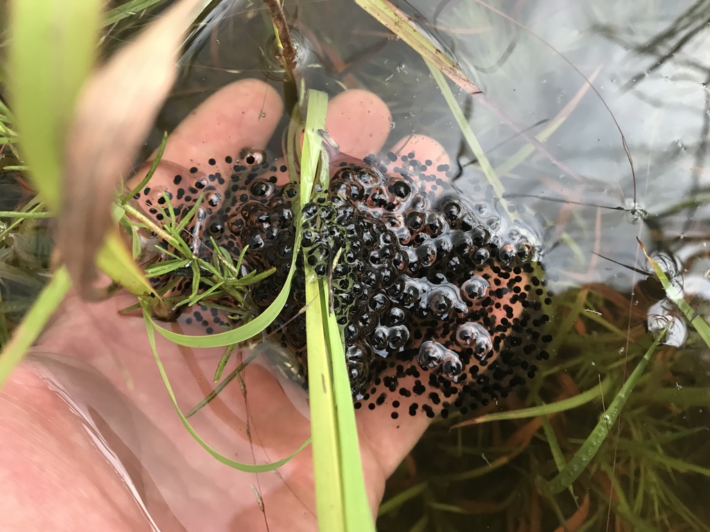 Southern Leopard Frog from 28376, Raeford, NC, US on September 17, 2018 ...