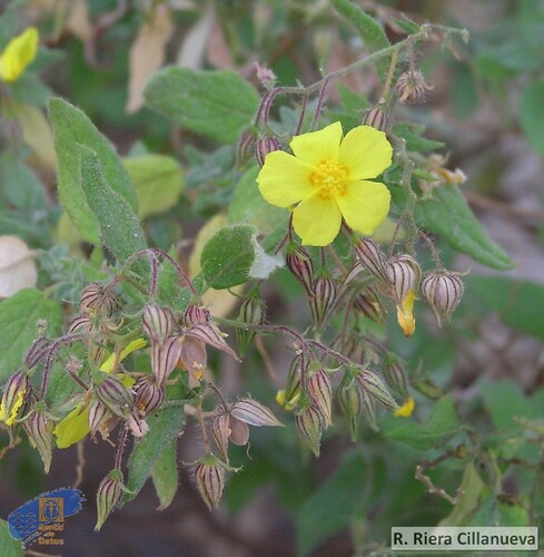 Jarilla peluda (Especies en Peligro Crítico de Canarias) · iNaturalist