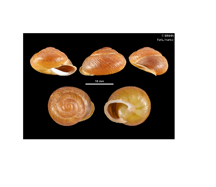 Hemicycla modesta (Especies en Peligro Crítico de Canarias) · iNaturalist