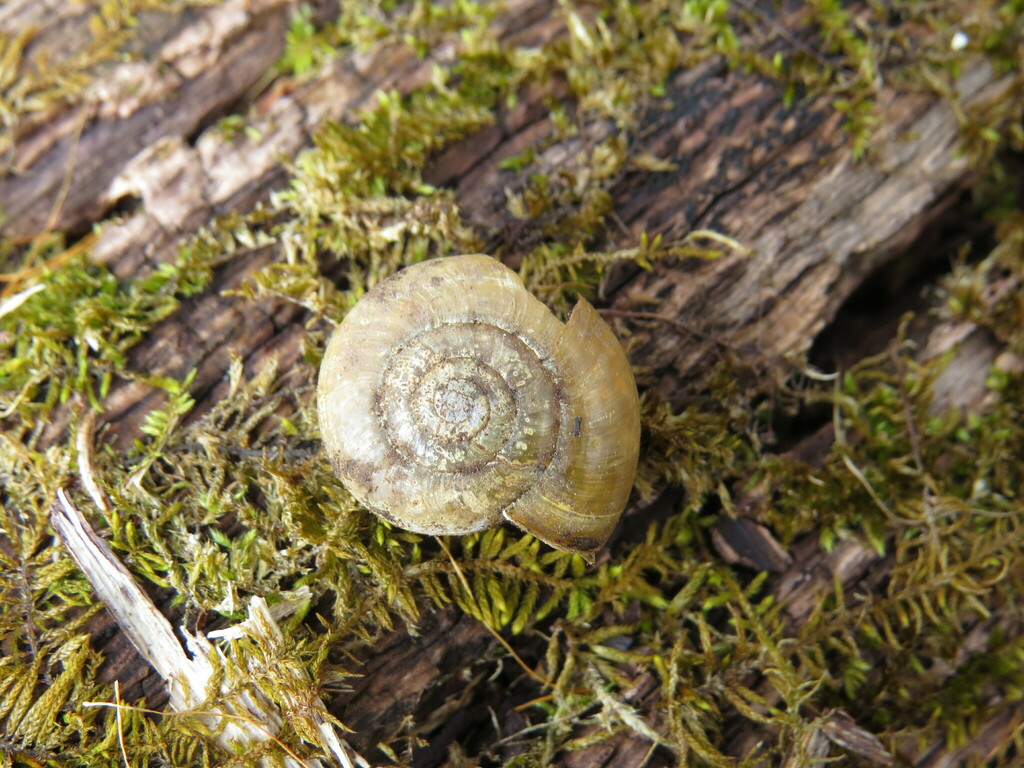 Flat Button Snail in February 2023 by Cade · iNaturalist