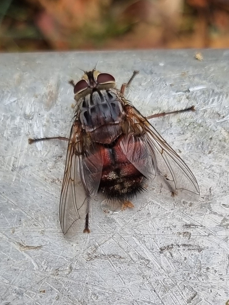 Bot Flies, Blow Flies, and Allies from St Leonards VIC 3223, Australia ...