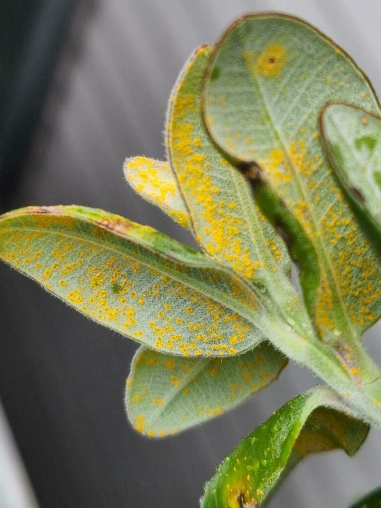 Myrtle Rust from Kamo, Whangarei on February 27, 2023 by Amy Gardener ...