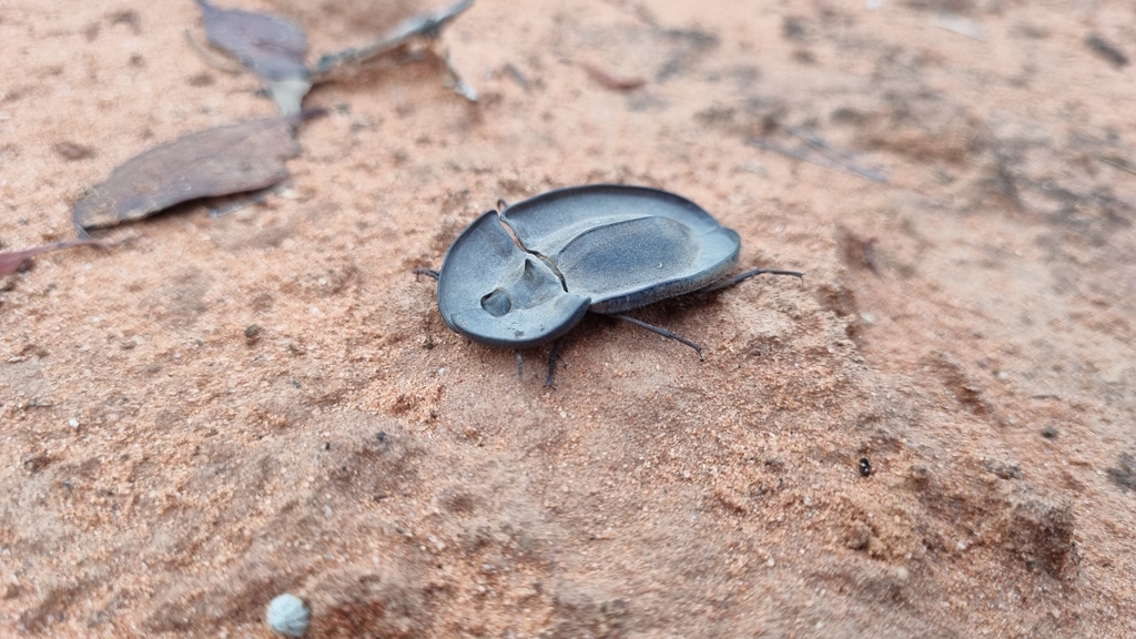 Pie-dish Beetles from Scotia NSW 2648, Australia on February 13, 2023 ...