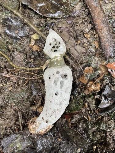 Staheliomyces candeliformis · iNaturalist