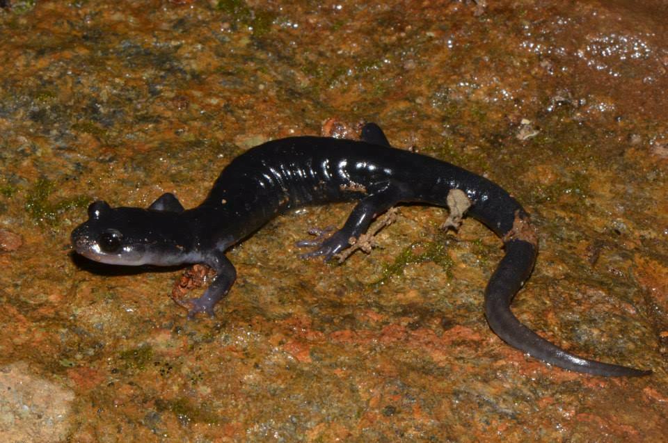 South Mountain Gray-cheeked Salamander in May 2015 by Mike Rochford ...