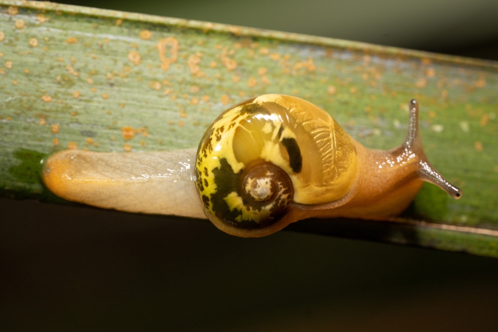 Hyaline Semi-slug from Mount Barney on February 25, 2023 at 08:34 PM by ...