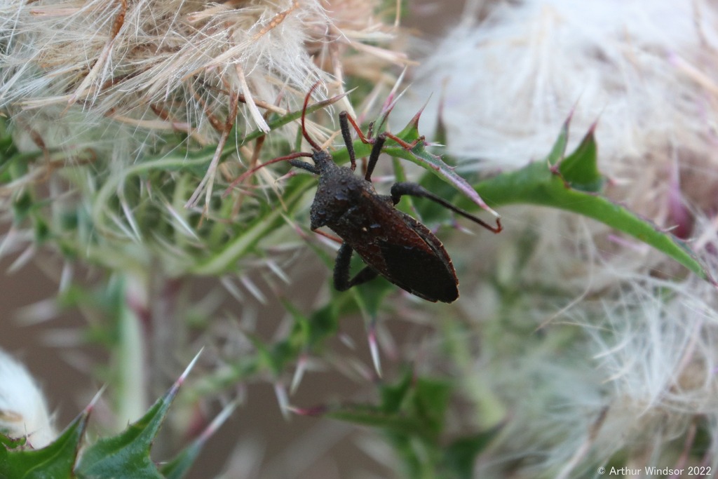 Florida Leaf-footed Bug from Loxahatchee Slough Natural Area, FL, USA ...