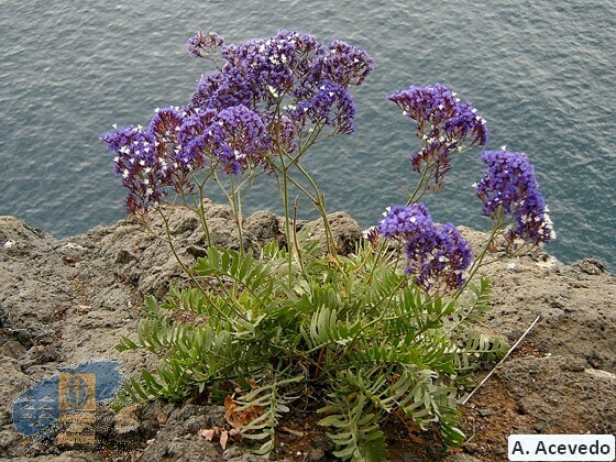 Siempreviva de Guelgue (Especies en Peligro Crítico de Canarias ...