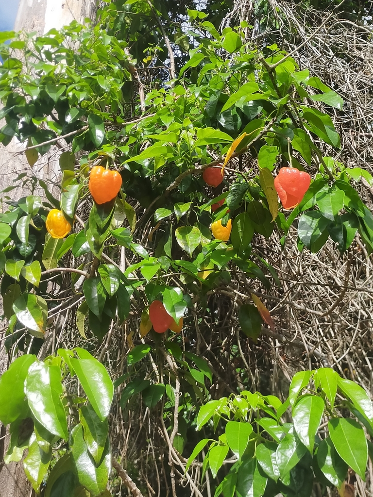 Cudgerie from Muirlea QLD 4306, Australia on February 25, 2023 at 09:06 ...