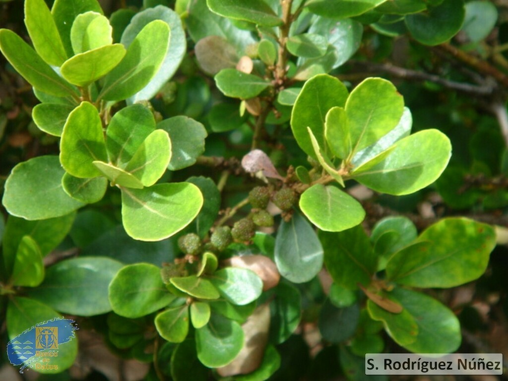 Faya Herreña (Especies en Peligro Crítico de Canarias) · iNaturalist