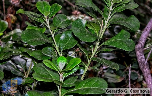 Faya Herreña (Especies en Peligro Crítico de Canarias) · iNaturalist