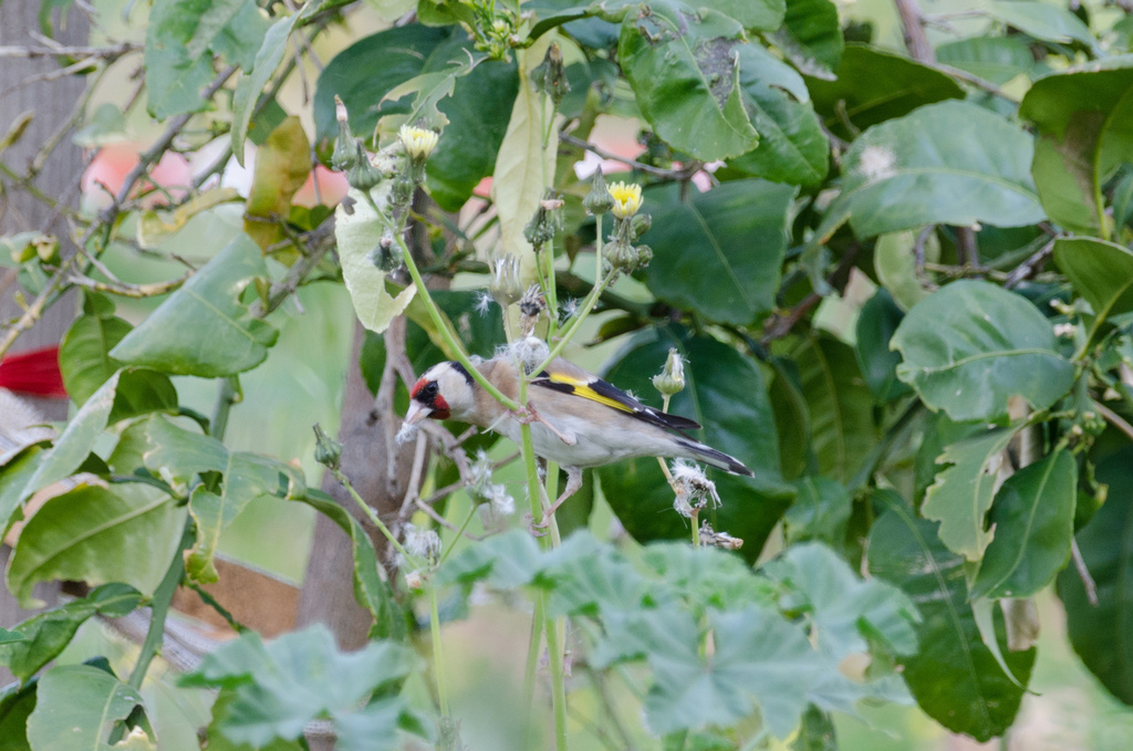 European Goldfinch from Herzliya, Israel on February 28, 2023 at 09:03 ...