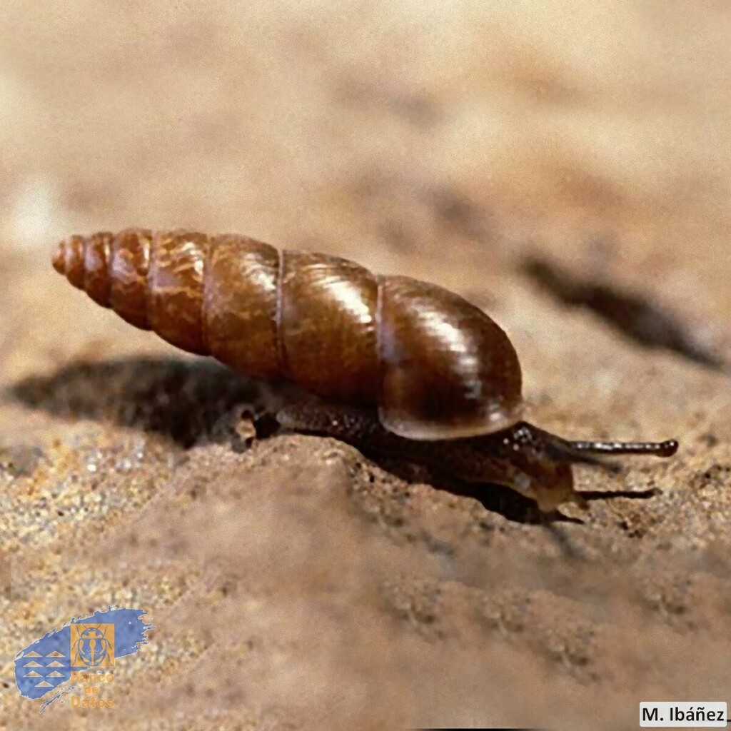 Napaeus exilis (Especies en Peligro Crítico de Canarias) · iNaturalist