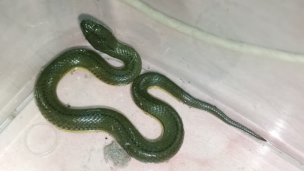 Rice Paddy Snake from Karanganyar, Kec. Kawalu, Kab. Tasikmalaya, Jawa ...