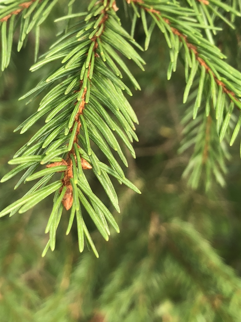 red spruce from Yancey County, Blue Ridge Parkway, US-NC, US on ...