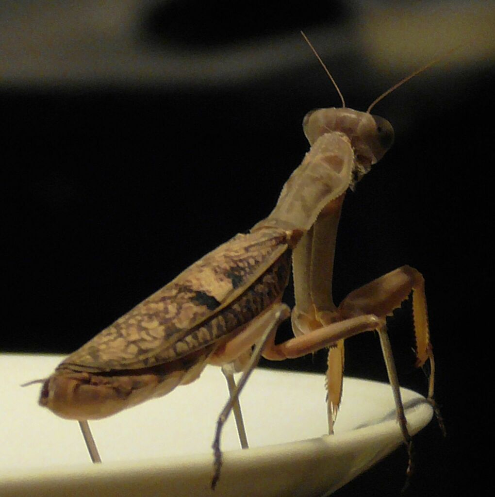 Burying Mantis from Watsonville QLD 4887, Australia on April 19, 2020 ...