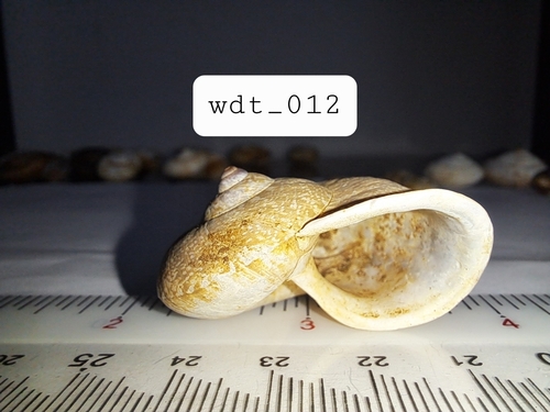 Subspecies Cyclophorus perdix tuba · iNaturalist