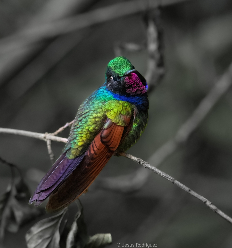 Garnet-throated Hummingbird from San Cristóbal de las Casas on February ...