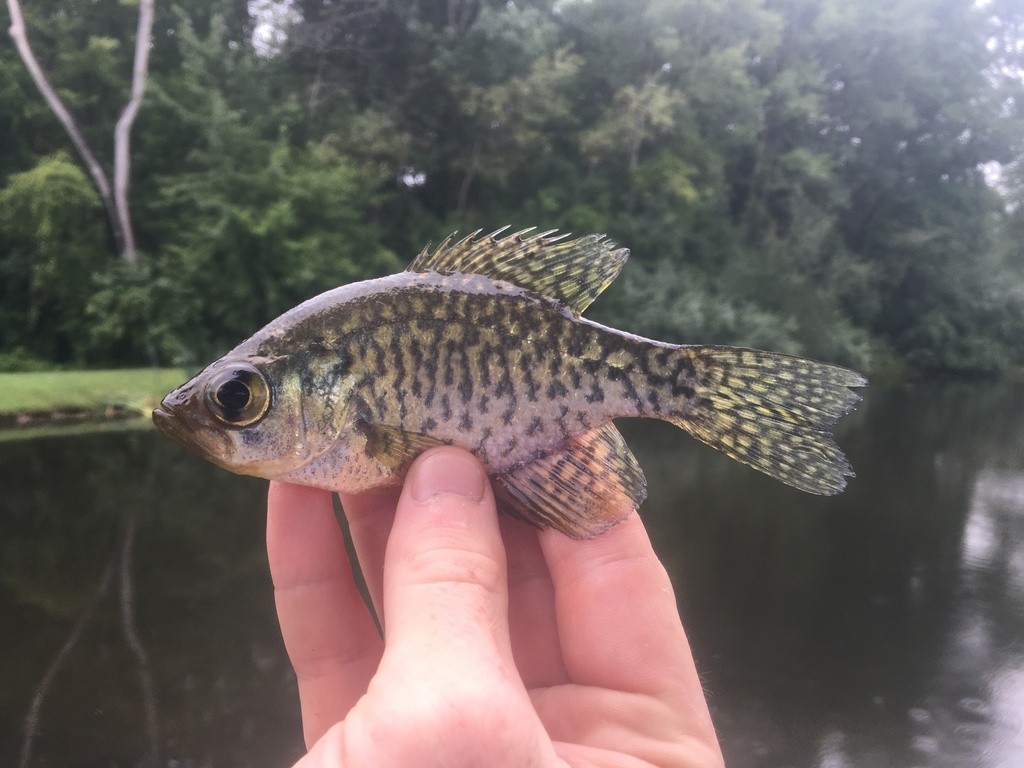 White × Black Crappie from Chili Ave, Rochester, NY, US on August 18 ...